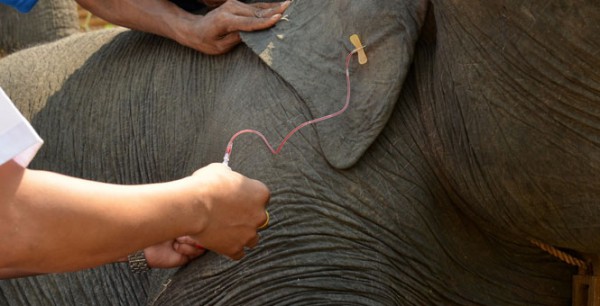 Myanmar Timber Elephant Project | Timber elephants