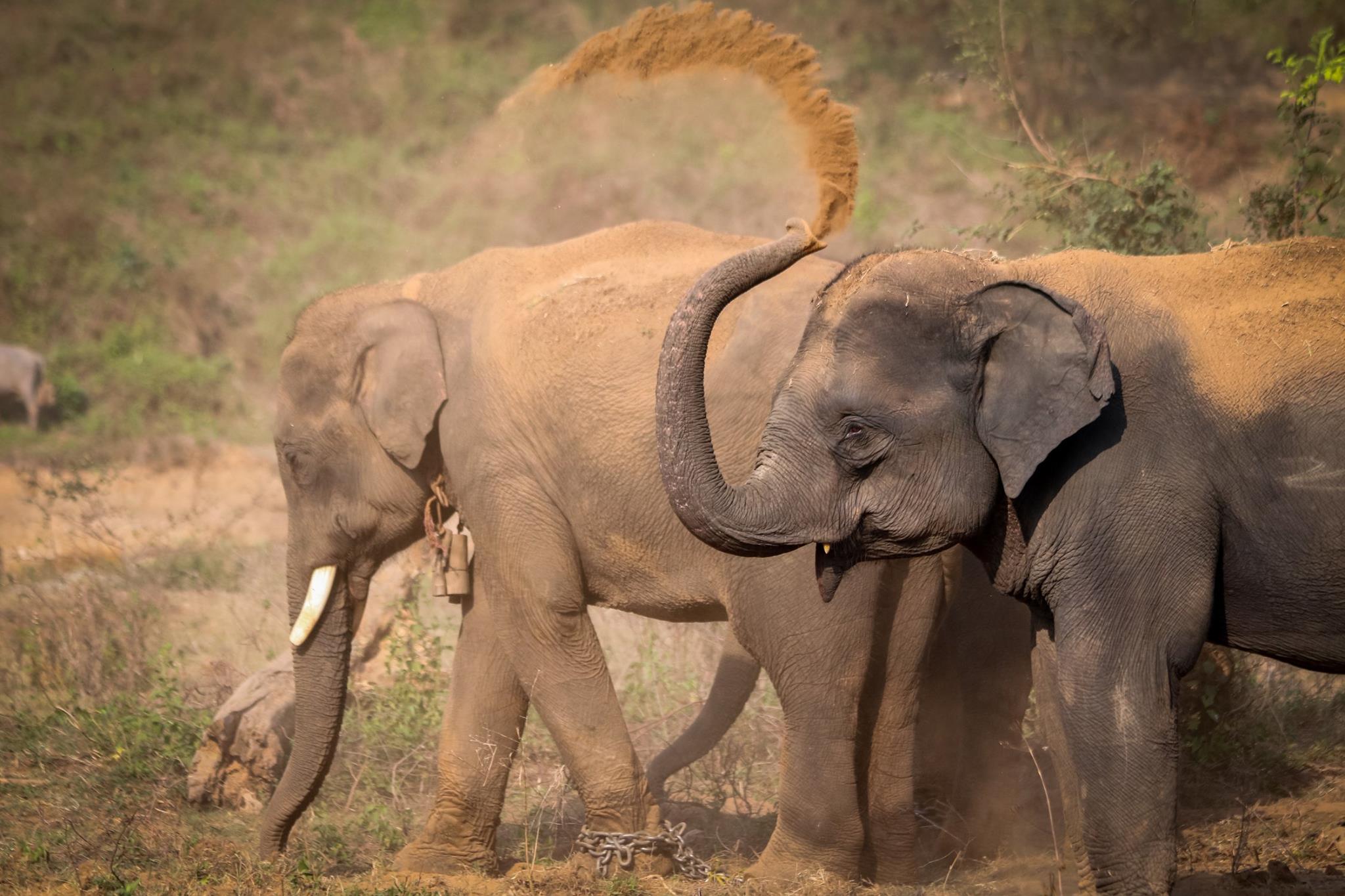 Myanmar Timber Elephant Project | Myanmar 2017: Successful field work ...