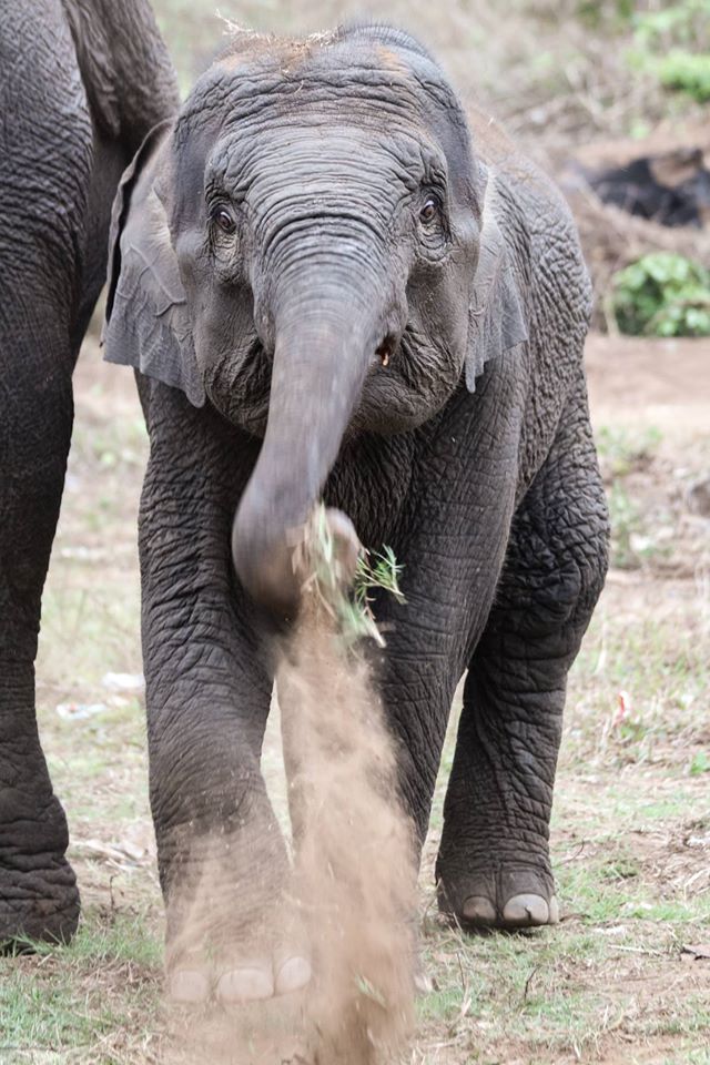 Myanmar Timber Elephant Project | Myanmar 2017: Successful field work ...