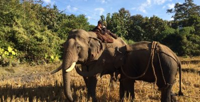 Myanmar Timber Elephant Project | Timber elephants