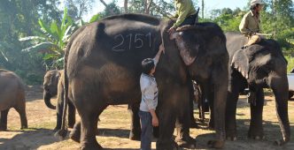 Myanmar Timber Elephant Project | Timber elephants